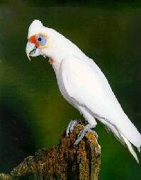 La fauna de Tais: Las Cacatúas