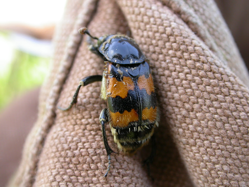 Flesh Eating Beetles