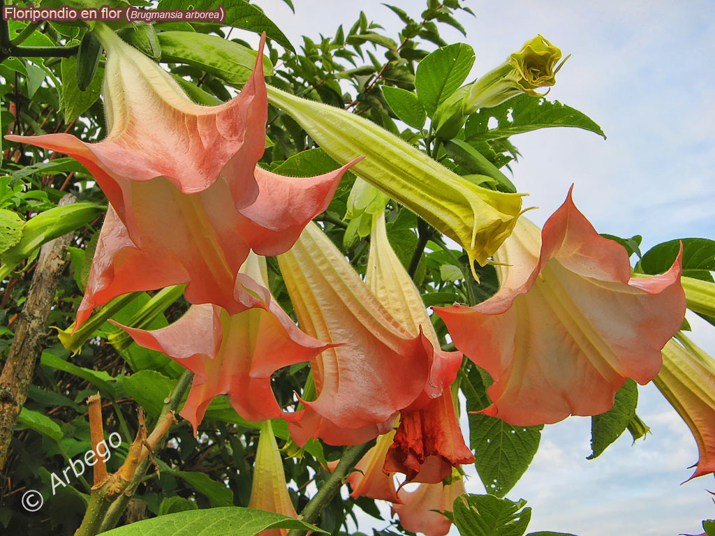 El Blog de la Loles Independiente 2: La burundanga