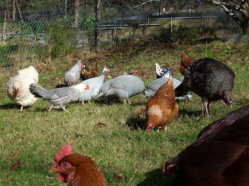 Under the Chestnut tree: Mixed poultry flock - how is it going?