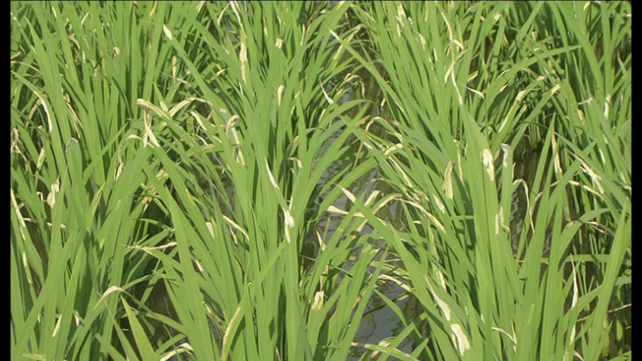 Penyebab, Dampak, Mencegah, dan Mengatasi Hama putih palsu pada tanaman ...