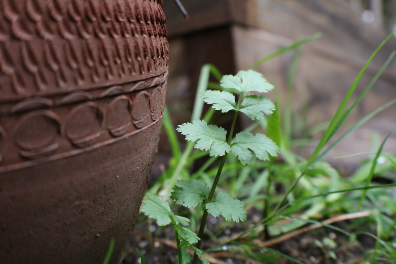 Tips para cultivar cilantro