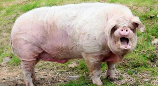 Cerdos Vietnamitas y Porcinos Varios: Razas de Cerdos