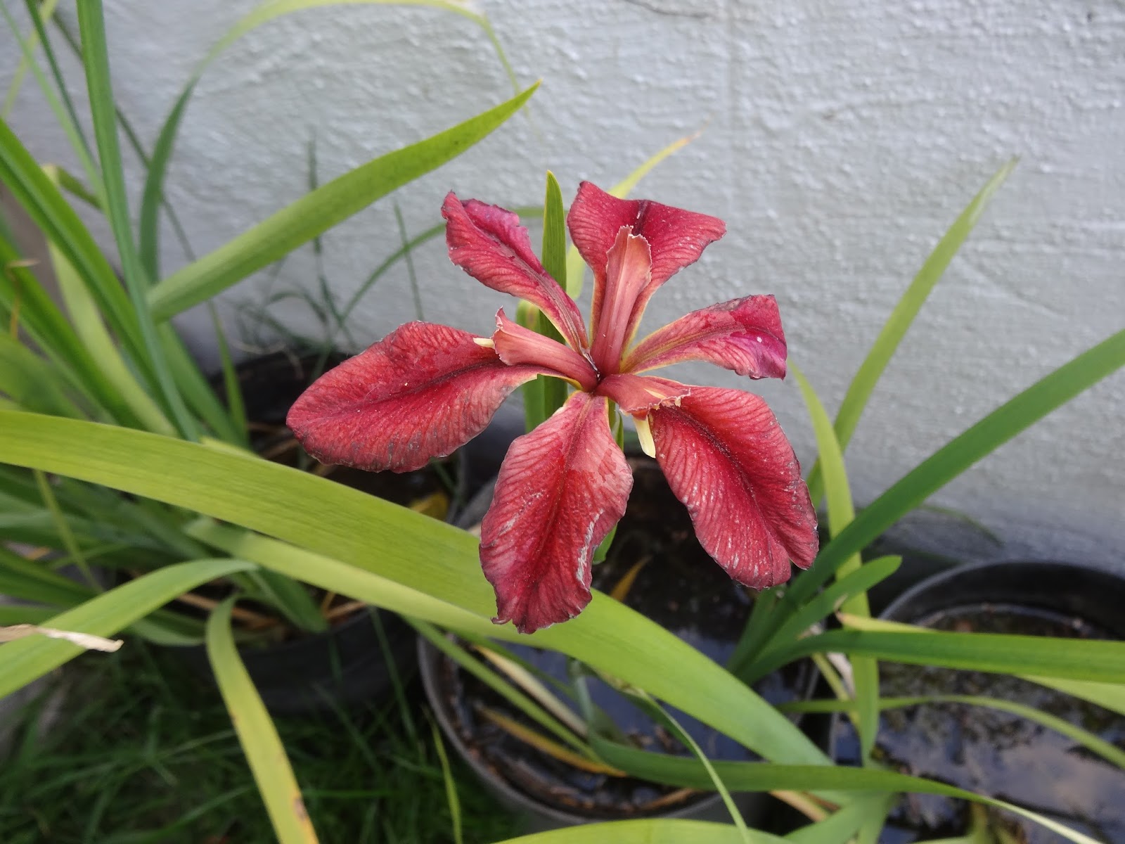 PetersPerfectPlants: Iris fulva - the copper iris