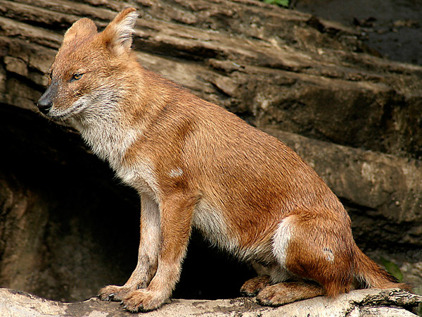 Dhole | Animal Wildlife