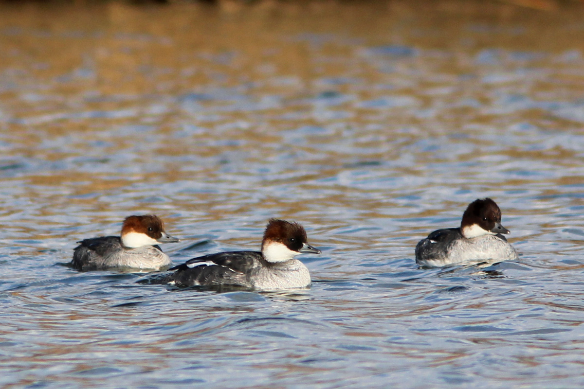 Unravel: The Panda Duck