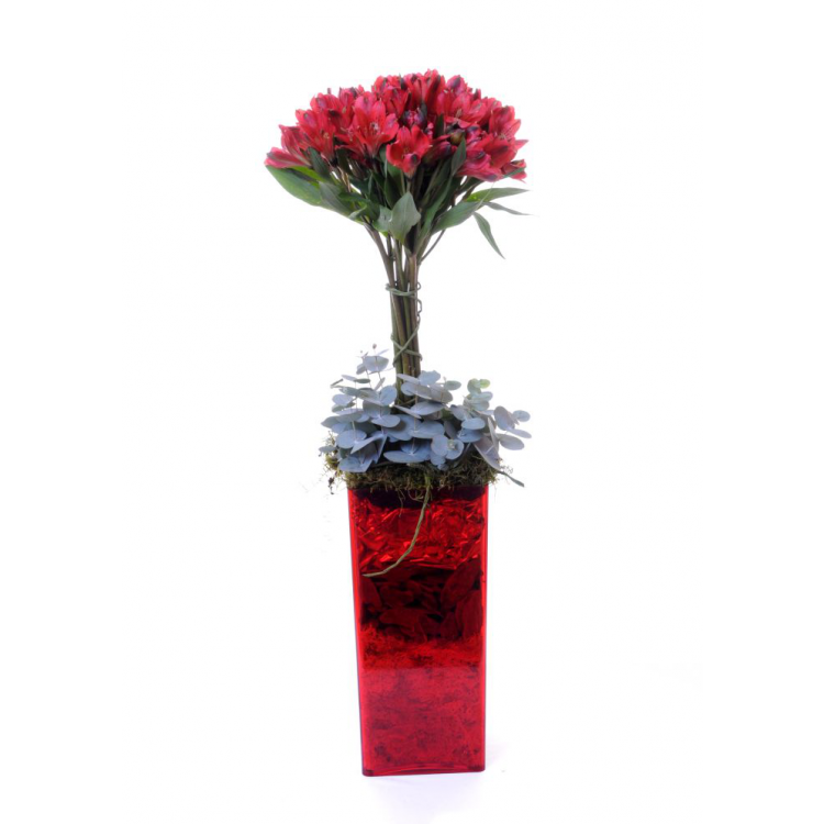 Floricultura Weiss Blumenn: Conheça a Astromélia, felicidade plena e ...