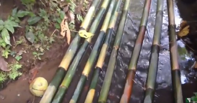 Bamboo treatment for strength and termite resistant - woodflooringz