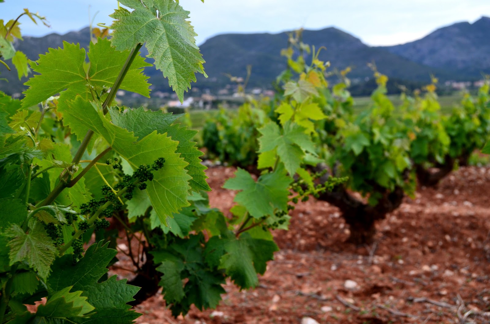 Rocaferit: PLA DE LES VINYES