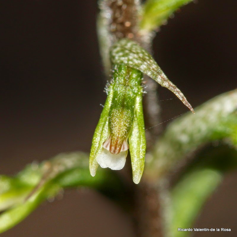 Ricardo's Blog, : Cyclopogon cranichoides (Griseb.) Schltr. a ...