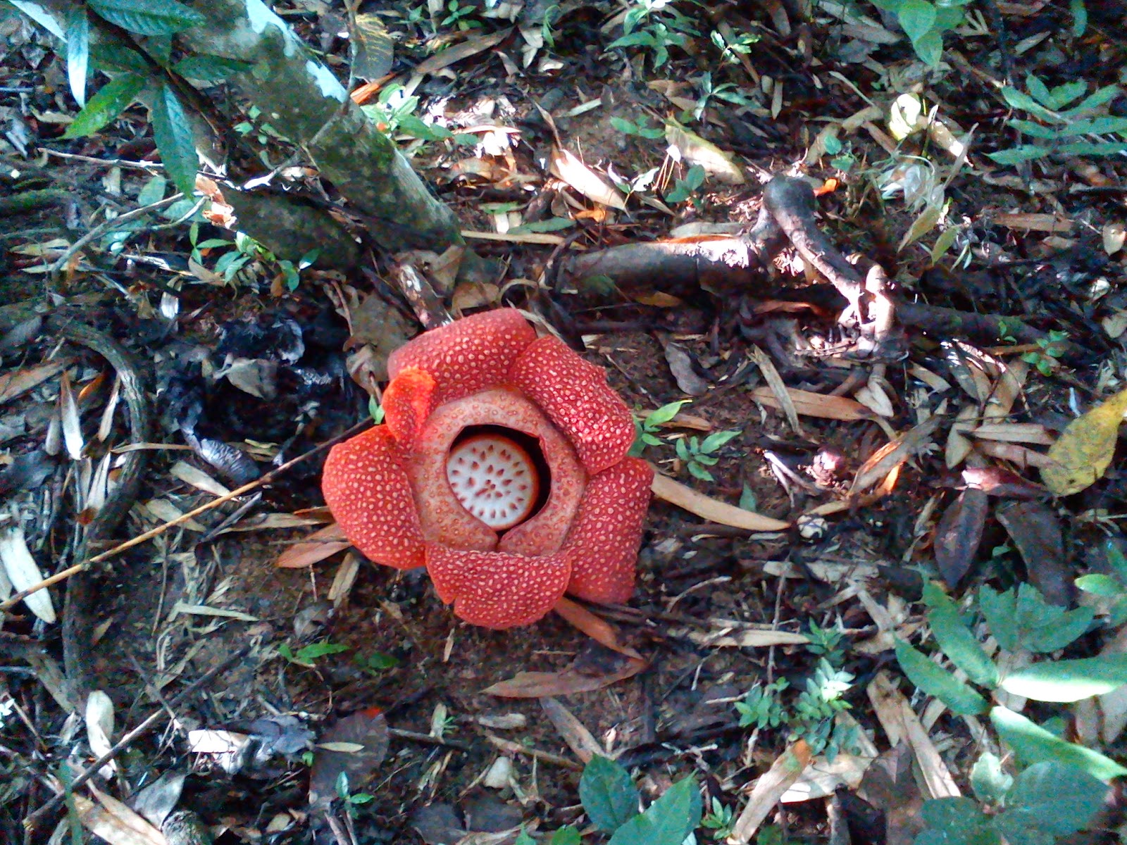 RAFFLESIA INFO | RAFFLESIA BLOOMING SEASON