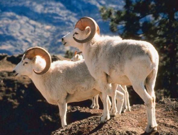 signos, mitos y estrellas: EL CARNERO Y ARIES. JNUM ALFARERO.