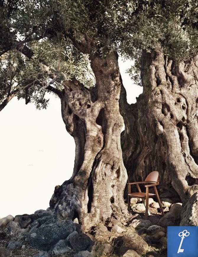 White and Blue Blog for a True Greece Experience: The Olive Tree in ...