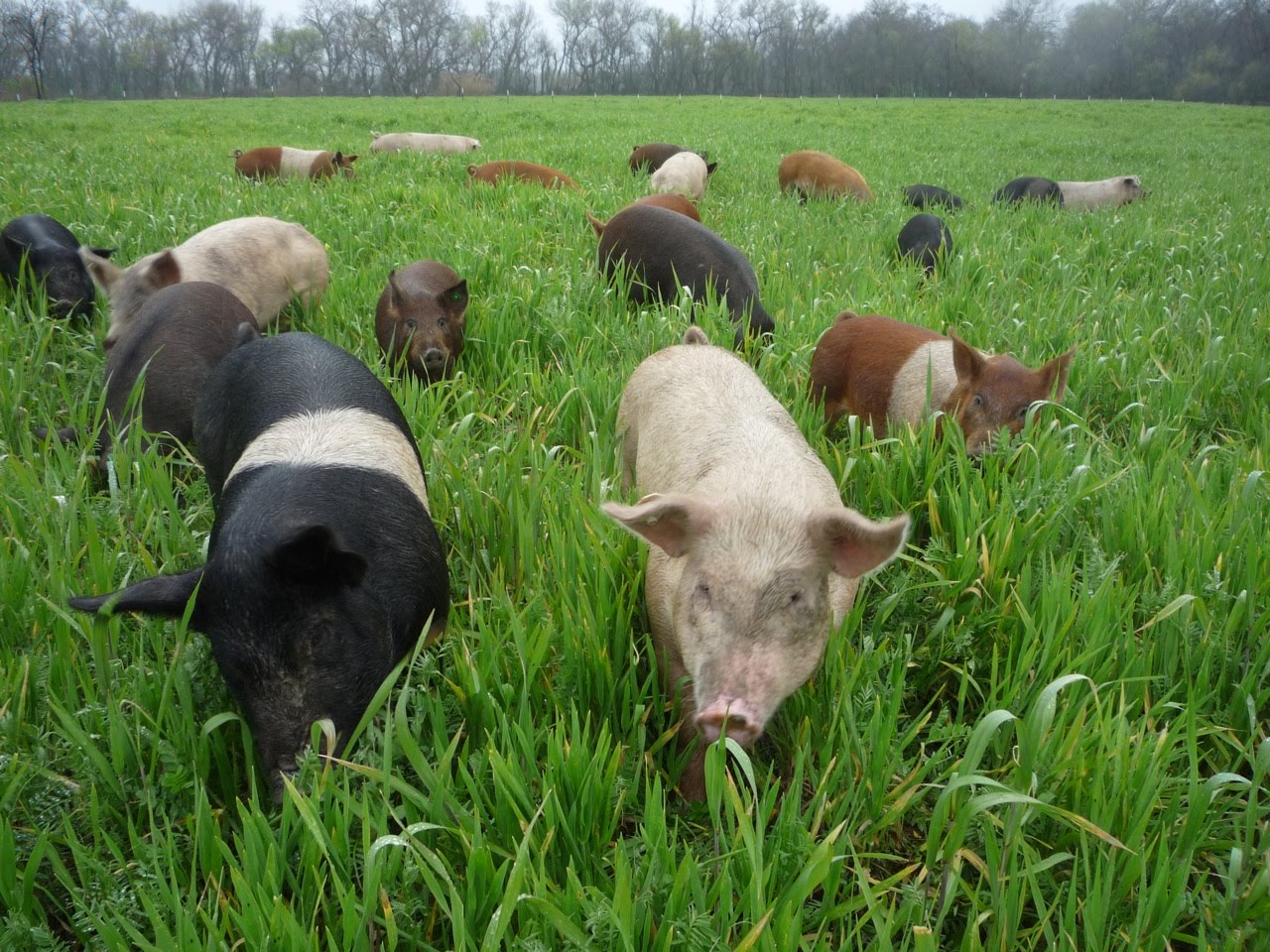 Riverdog Farm Hog Blog: Pigs in Spring Pasture
