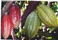 COCOA PLANTS: Botany and Morphology Cocoa Plants
