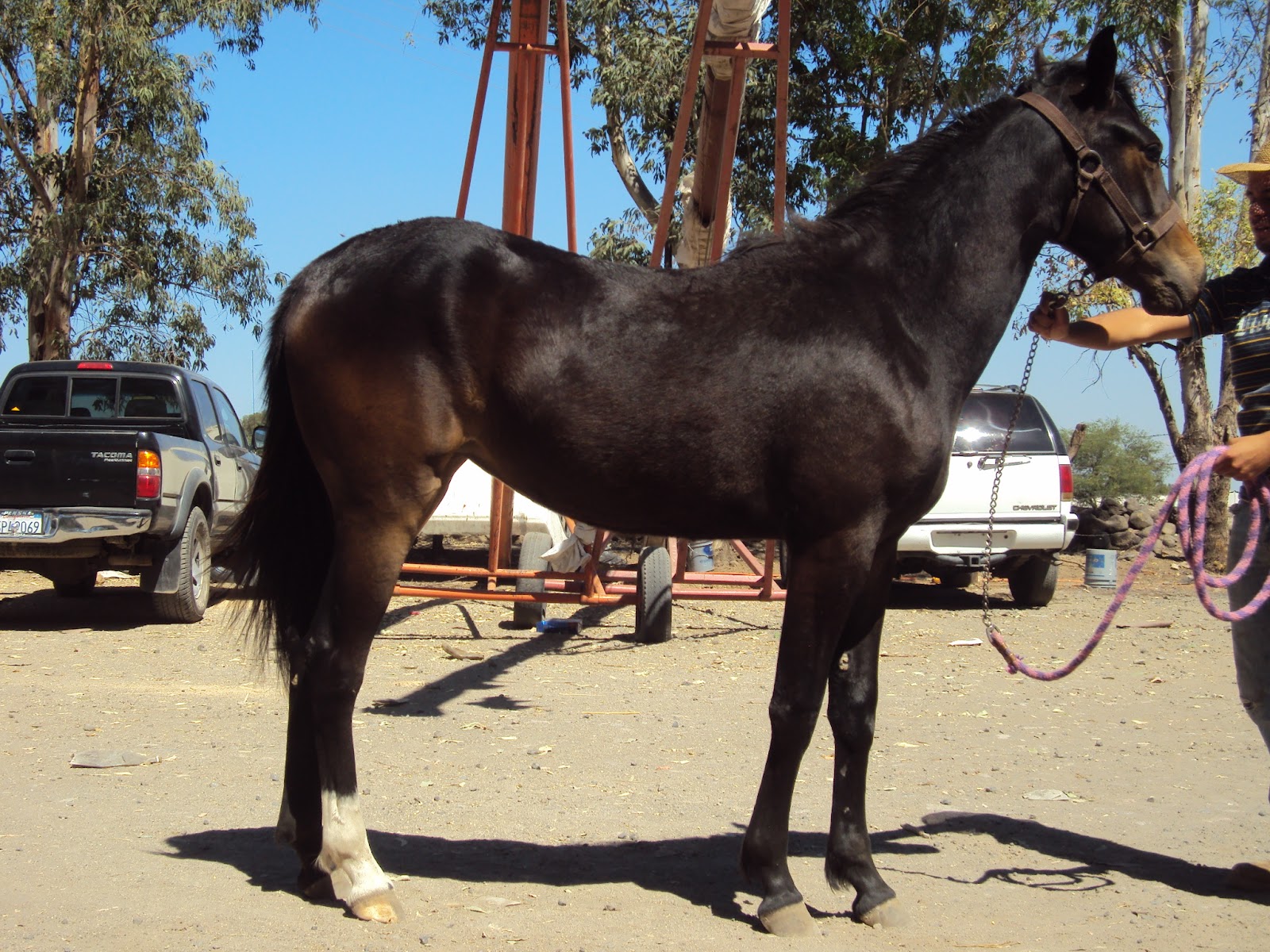 rancho mendoza: potranca azteca