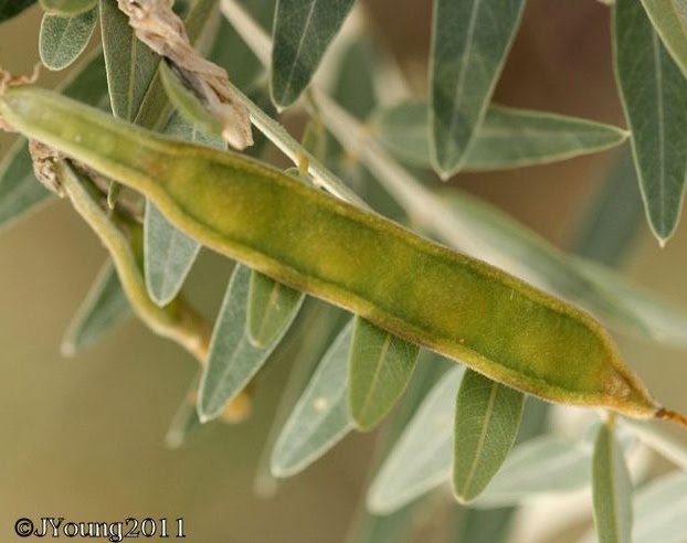 South African Photographs: Tree Wistaria – vanWykshout (Bolusanthus ...