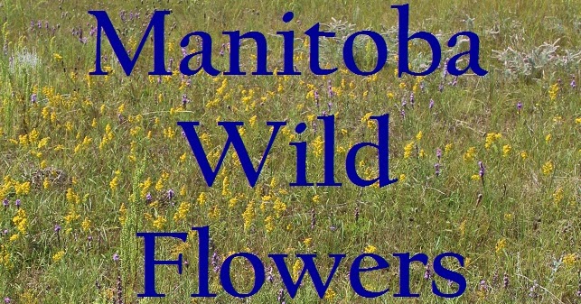 Living Our Lives Well: Manitoba Wild Flowers