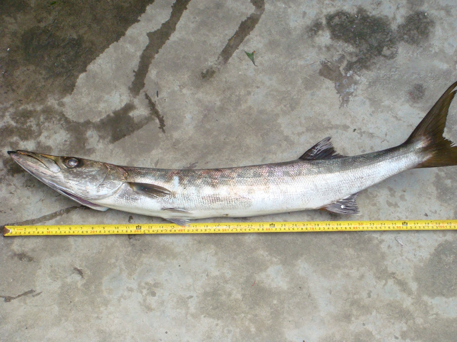 One Dish at a Time...: Fresh Pick: Asugon (Barracuda)