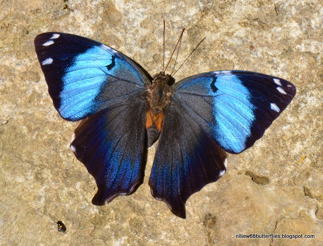 The Forested Path (and Beyond): BUTTERFLIES of RAUB: The Blue Begum ...