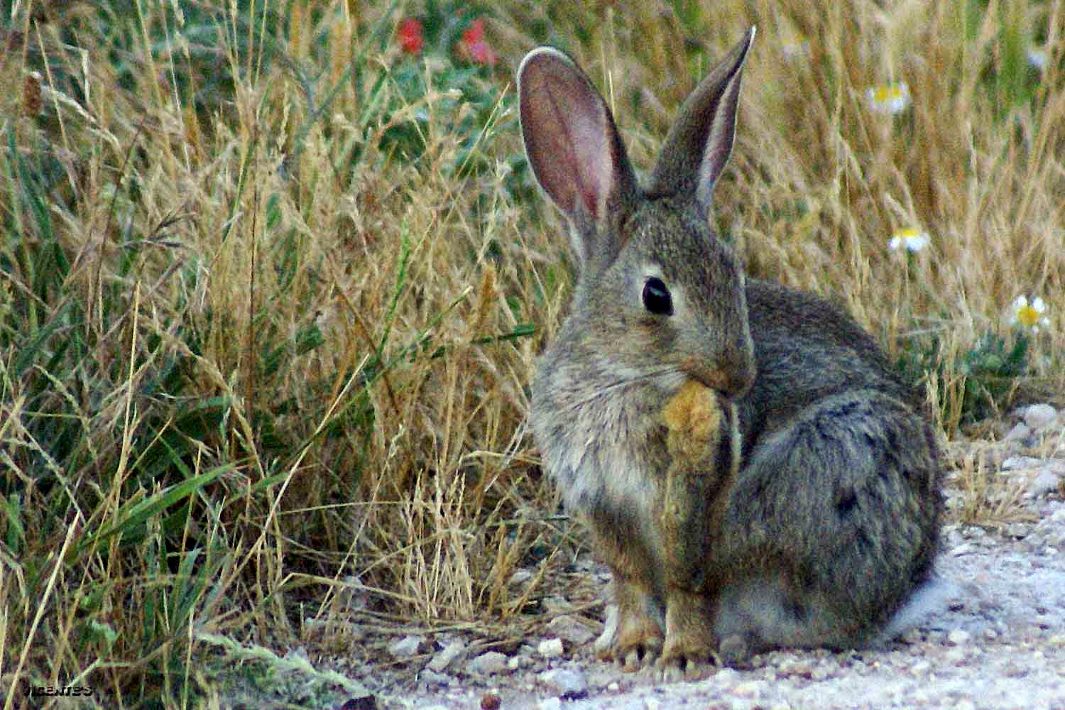 Fauna silvestre de Hormaza: Oryctolagus cuniculus