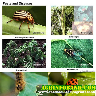 A-Z list of Significant List of Plant Diseases and Pests | Farming ...