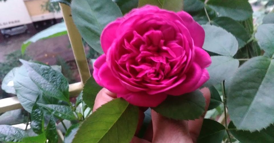 Raji Ramakrishnan : PANEER RASAM, ROSE WATER RASAM