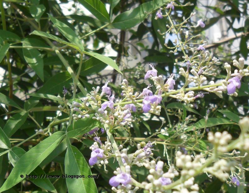 Nishinda(নিশিন্দা ফুল) - Vitex negundo