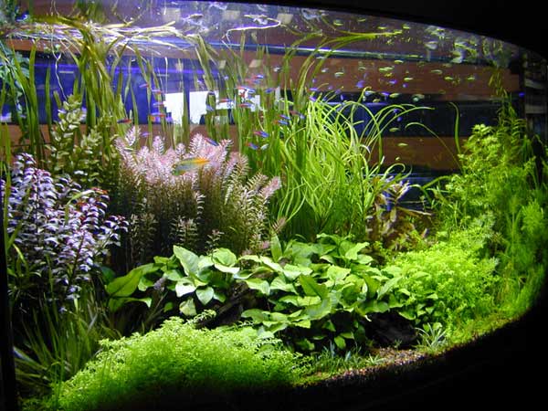 Pics Collection of Truly Inspired Aquascape | kinds of ornamental plants