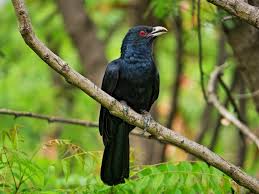 ભારતના રાજ્યોના રાજ્ય પક્ષીઓ વિશે માહિતી ~ WORLD OF SCIENCE