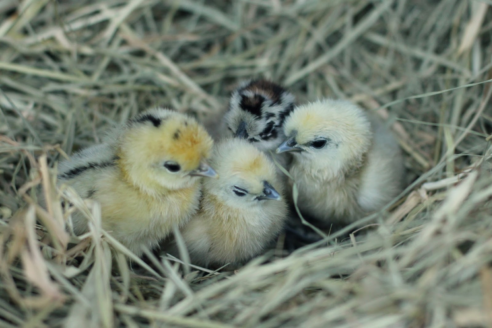 Just Hatched & Too Adorable For Words / Say Little Hen