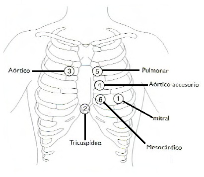 Luis Rafael Pérez Estrella (2-09-0755): Focos de auscultación y ...