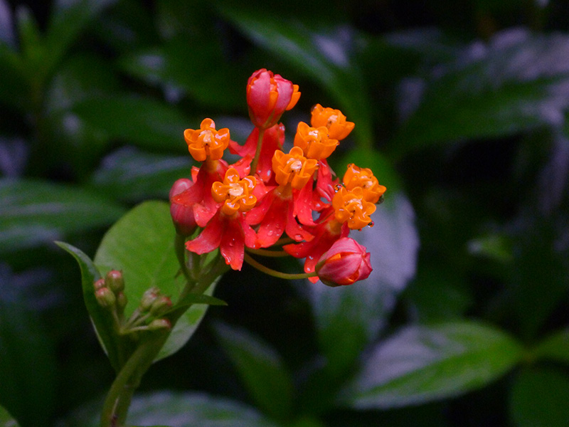The Adventures of S/V Silhouette: Haahopu and Hakatea (Daniel’s Bay)