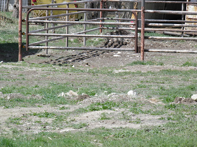 Mill Hill Meadow: Rusty.......the good and the bad.