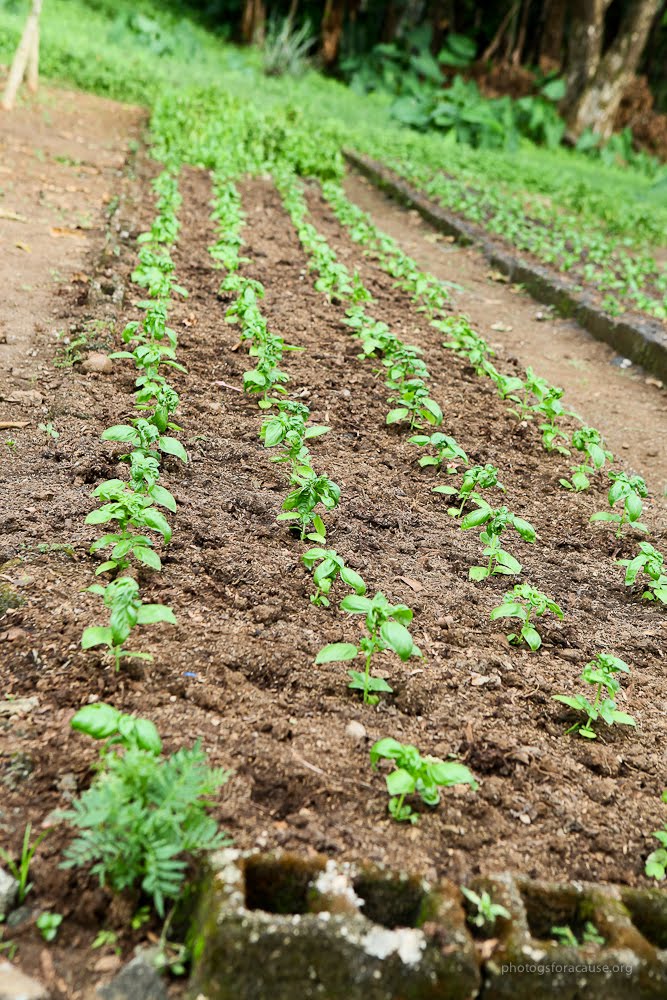Melendres Farm || Antipolo, Rizal
