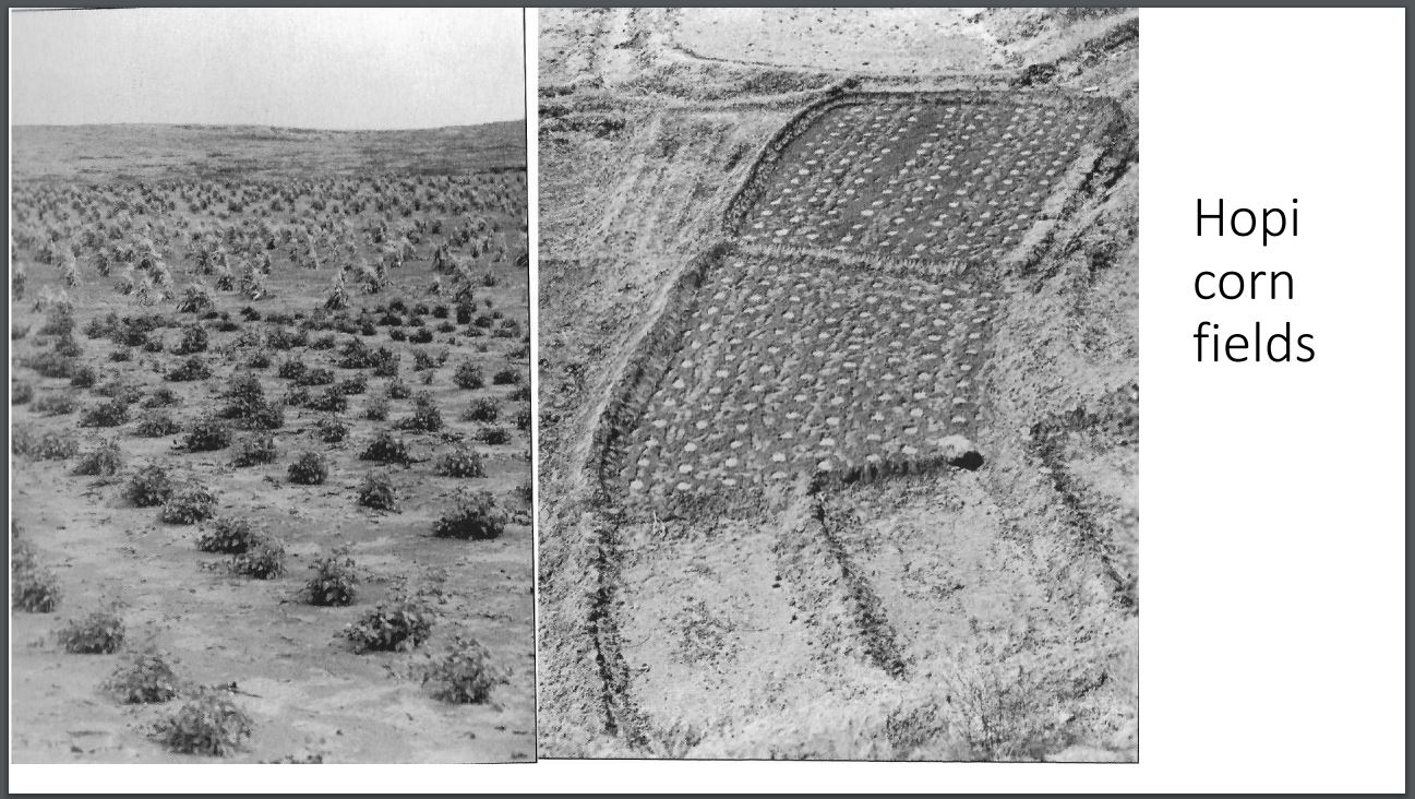 Waking Up on Turtle Island: Avanyu The Water Serpent