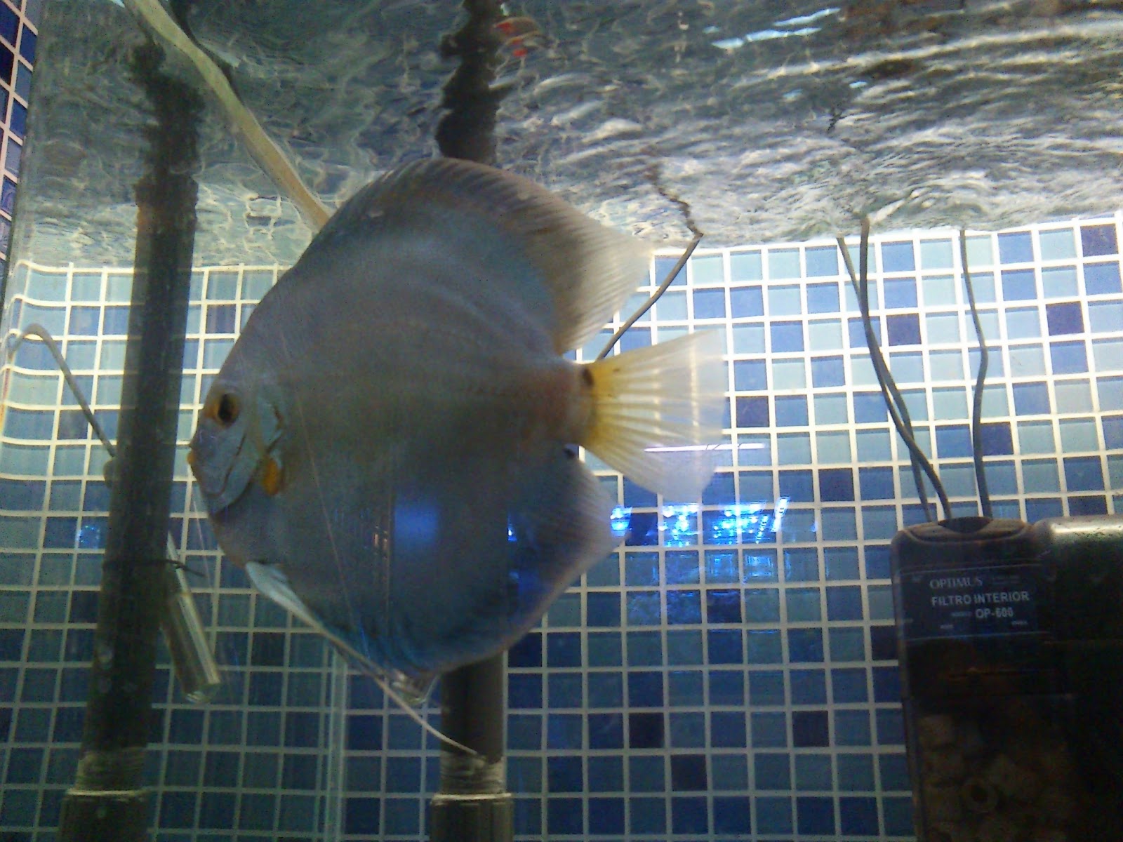 Discus Vigo: 1º Iberian Discus Show peces a concurso Ip Discus España ...