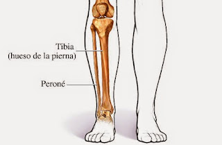 EL CAJON DE LOS CONOCIMIENTOS: PERONÉ