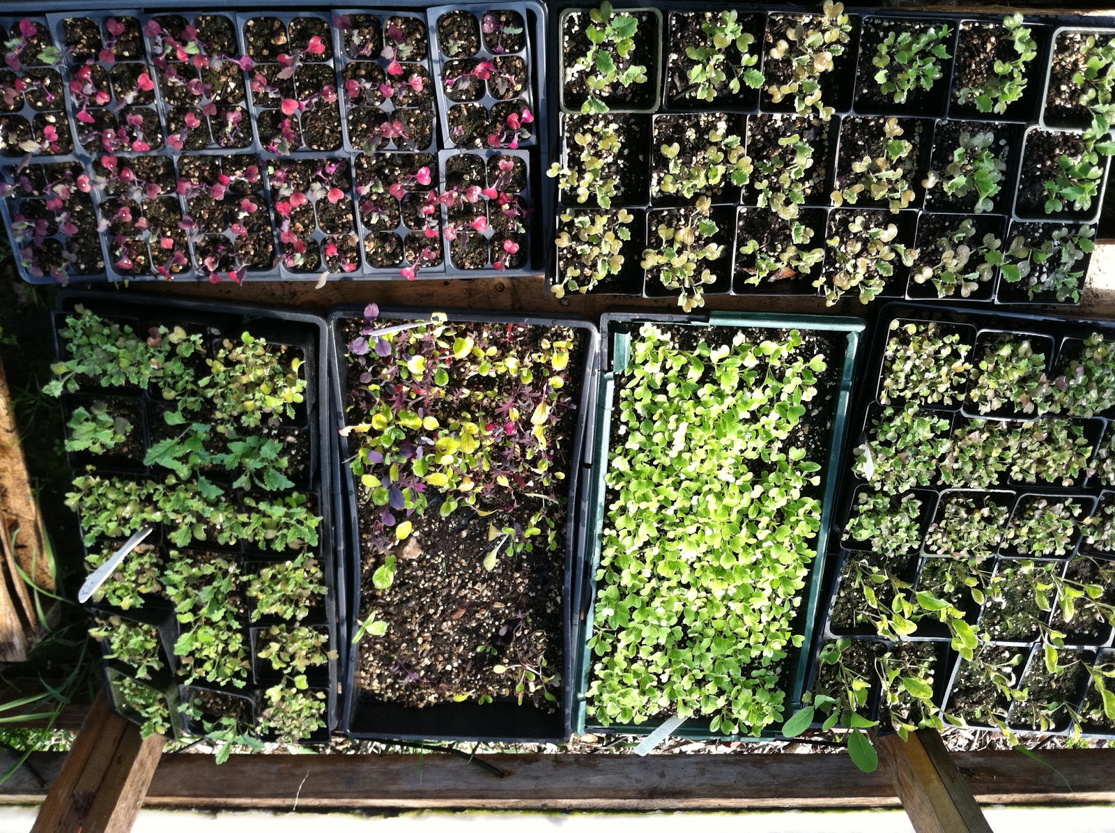 Growing strong at Marra Farm - Solid Ground