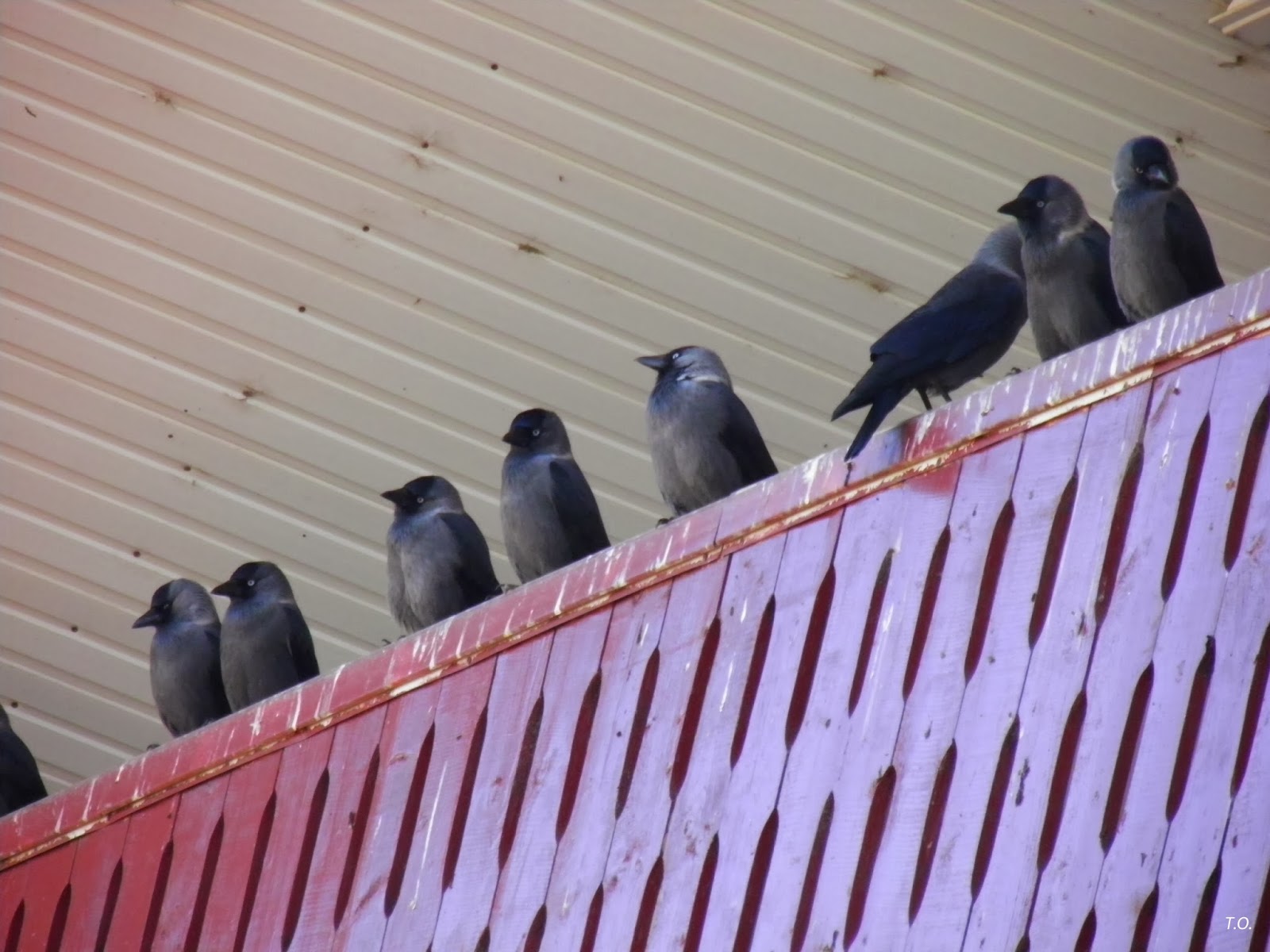 PASARI DIN ROMANIA: STANCUTA, Corvus monedula