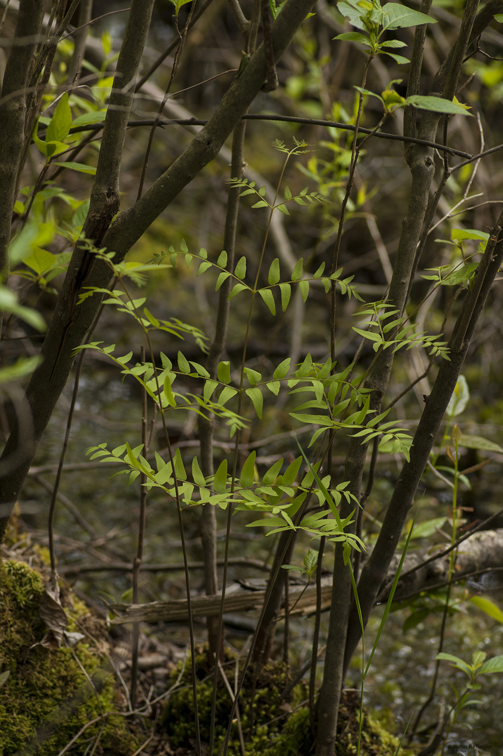 Nature photos from an Amateur Naturalist: Ponkapoag Bog, USA (Ponkapoag ...