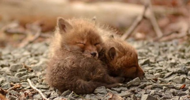 White Wolf : Father And Daughter Find Baby Foxes In Their Backyard (16 ...