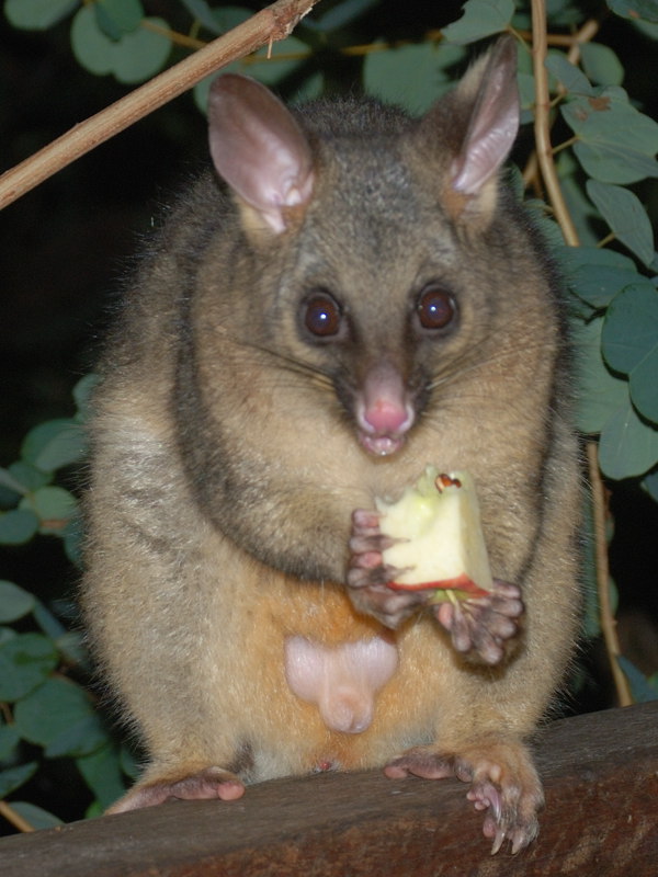 Possum TV: June 2012