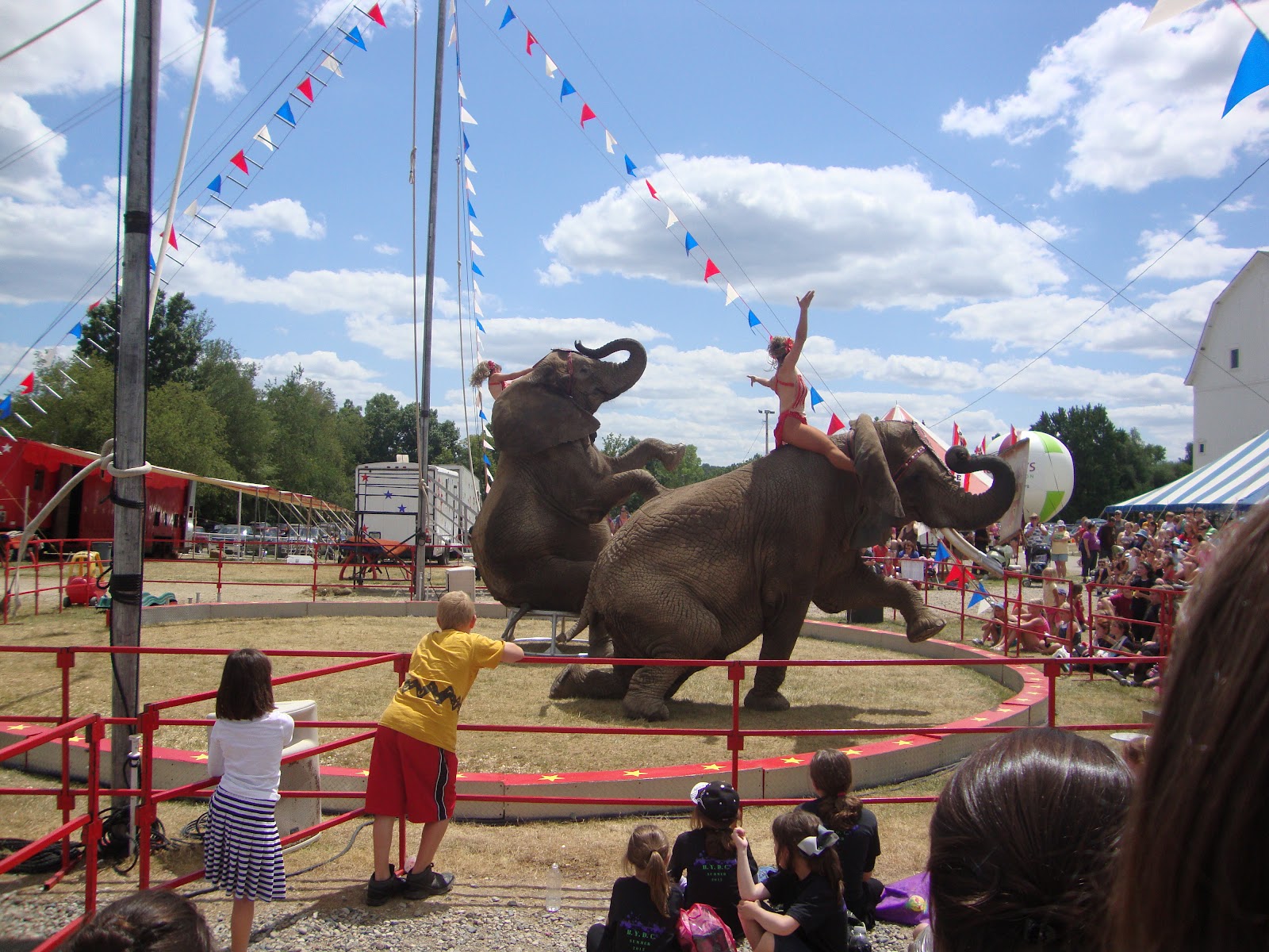 Robbie's Paw Prints: 4-H Fair day again!