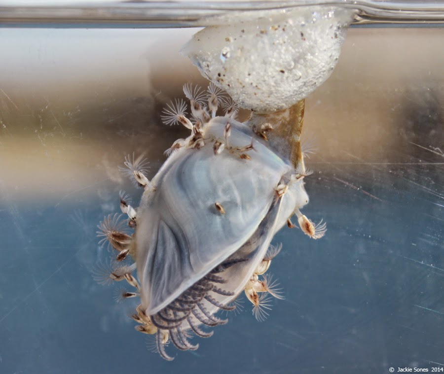 The Natural History of Bodega Head: Driftin' blues