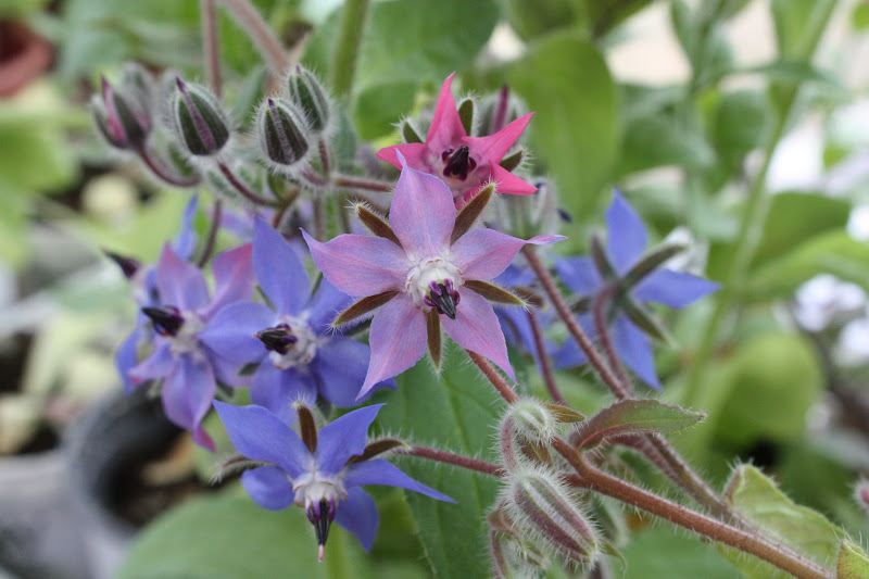 Pretty blue Borage, The Herb of Gladness (Borago officinalis), is in ...