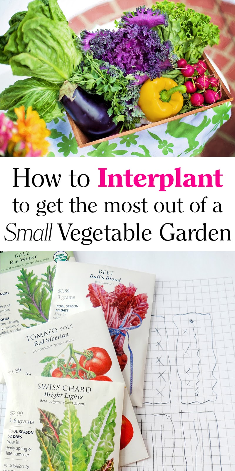 Southern Mom Loves: How to Interplant to Get the Most out of a Small ...