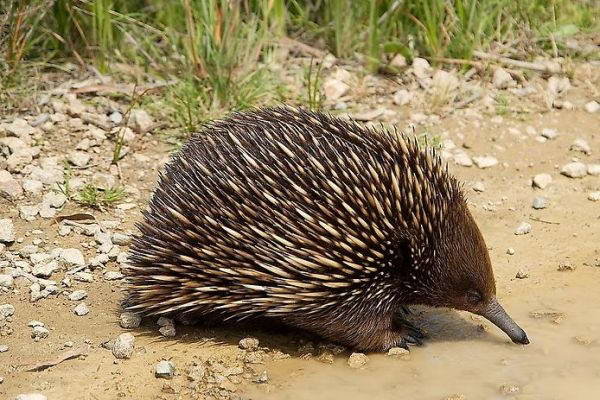 YouNewsTube: Most Spiny Animals in the World