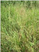 Rumput Benggala dan Sentro sebagai Tanaman Makanan Ternak | MINORITY