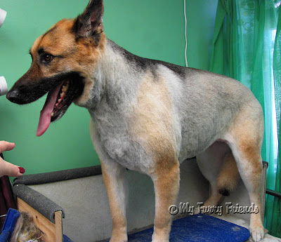 Pet Grooming: The Good, The Bad, & The Furry: Shaving a Shepherd